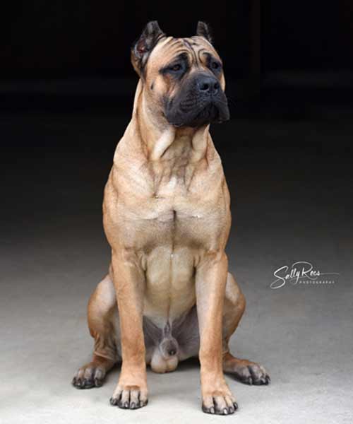 Rocky View Corsos – A Vintage Breed for a Modern World